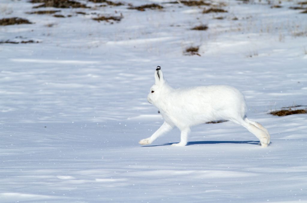An Arctic hare traveled at least 388 kilometers in a record-breaking ...
