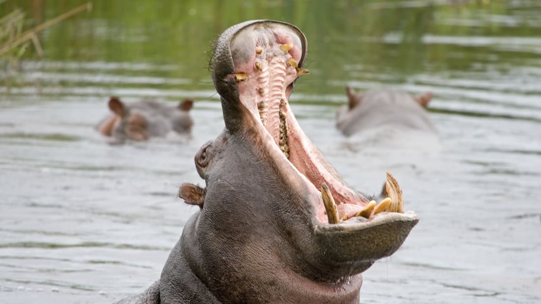 Hippos unleash poop tornado in response to stranger danger – Oxford ...