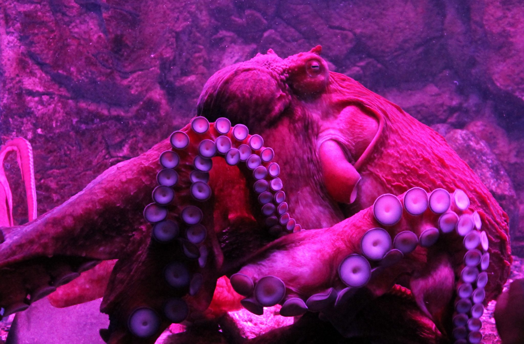 Octopuses may be so terrifyingly smart because they share humans’ genes ...