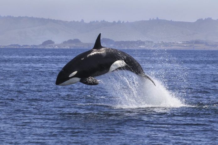 Orcas are attacking boats near Europe. It might be a fad. – Oxford ...
